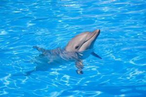Bottlenose Dolphin Facts - Fact Animal