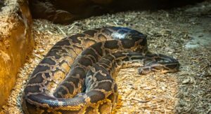 7 Burmese Python Facts - Fact Animal