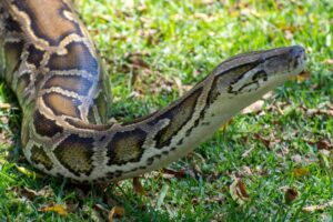 7 Burmese Python Facts - Fact Animal