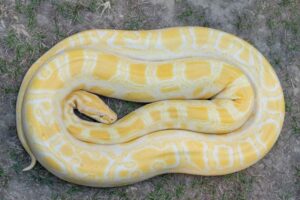 7 Burmese Python Facts - Fact Animal