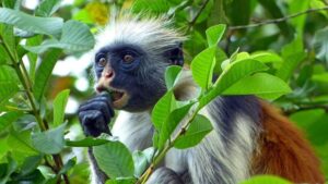 7 Colobus Monkey Facts - Fact Animal