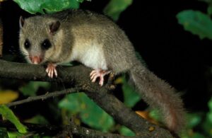 Edible Dormouse Facts - Fact Animal