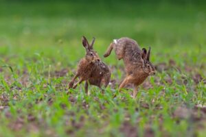 8 European Hare Facts - Fact Animal
