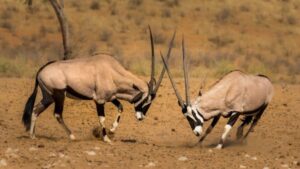 Gemsbok Facts - Fact Animal