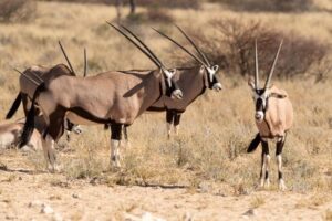 Gemsbok Facts - Fact Animal