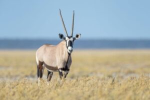 Gemsbok Facts - Fact Animal
