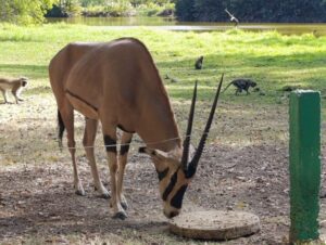 Gemsbok Facts - Fact Animal