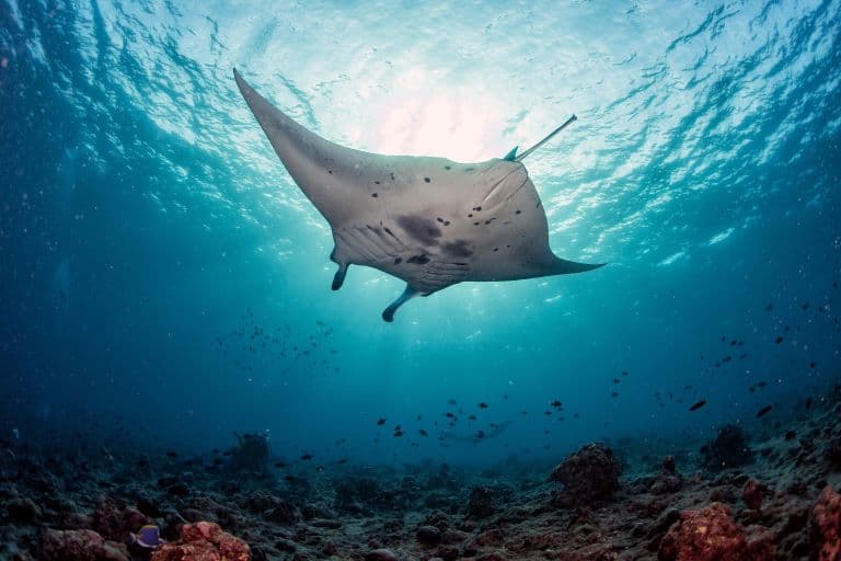 Giant Oceanic Manta Facts - Fact Animal