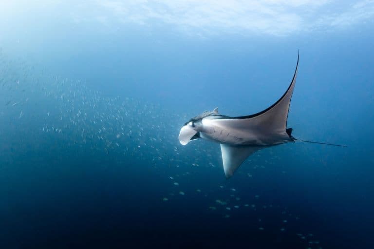 Giant Oceanic Manta Facts - Fact Animal