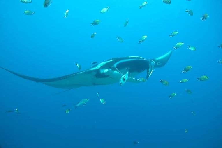 Giant Oceanic Manta Facts - Fact Animal
