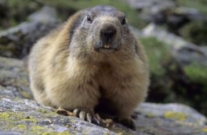Marmot Facts - Fact Animal