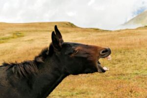 9 Incredible Mule Facts - Fact Animal
