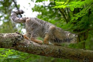 8 Pallas’ Cat Facts - Fact Animal