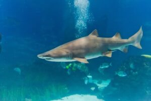 Sand Tiger Shark Facts - Fact Animal