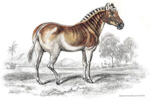 Quagga Facts - Fact Animal