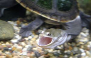 Snake-Necked Turtle Facts - Fact Animal