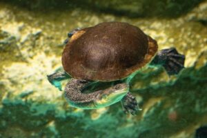 Snake-Necked Turtle Facts - Fact Animal