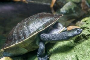 Snake-Necked Turtle Facts - Fact Animal