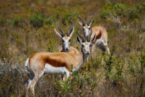 Springbok Facts - Fact Animal