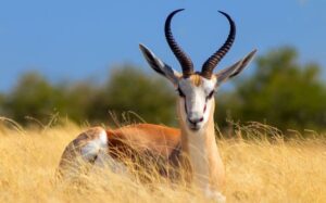 Springbok Facts - Fact Animal
