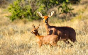 Steenbok Facts - Fact Animal