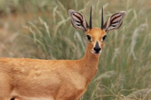 Steenbok Facts - Fact Animal