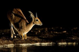 Steenbok Facts - Fact Animal
