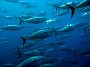 Tuna Facts - Fact Animal