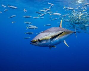 Tuna Facts - Fact Animal