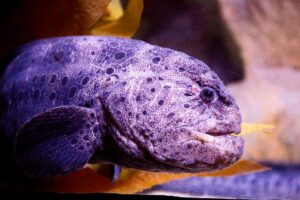 Wolf Eel Facts - Fact Animal