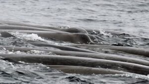 7 Baird's Beaked Whale Facts - Fact Animal