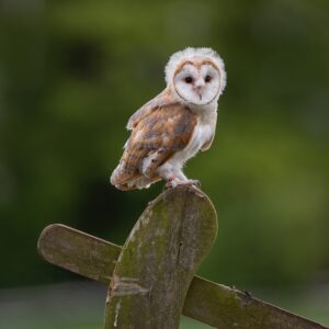8 Barn Owl Facts - Fact Animal