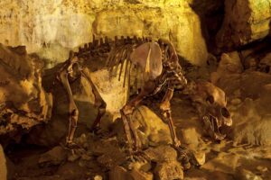 Cave Bear Facts - Fact Animal