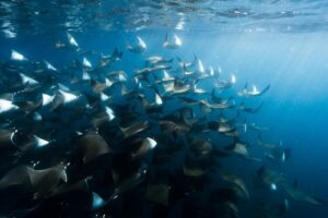 Devil Fish Facts - Fact Animal