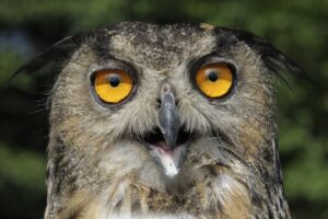 8 Eurasian Eagle Owl Facts - Fact Animal