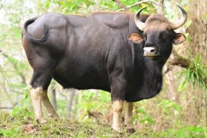 Gaur Facts - Fact Animal