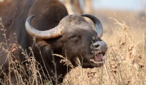 Gaur Facts - Fact Animal
