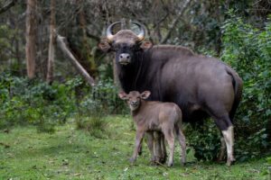 Gaur Facts - Fact Animal