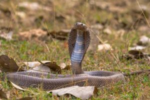 Indian Cobra Facts - Fact Animal