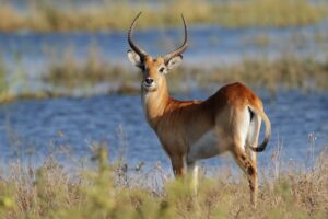 9 Lechwe Facts - Fact Animal