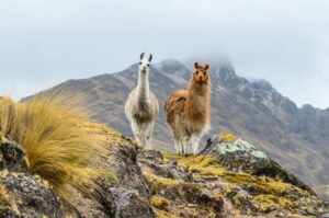 Llama Facts - Fact Animal