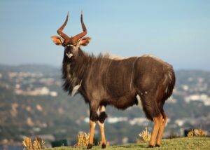 8 Nyala Facts - Fact Animal