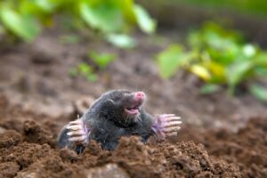 Mole Facts - Fact Animal