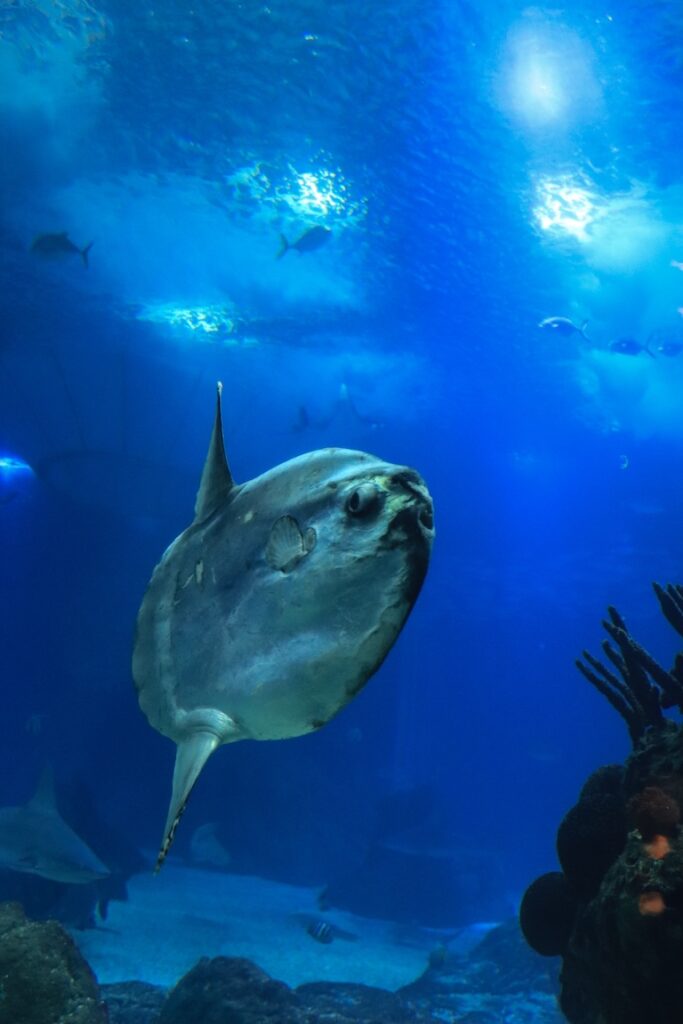 8 Crazy Ocean Sunfish Facts - Fact Animal