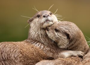 Otter Facts - Fact Animal