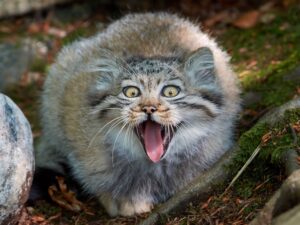 8 Pallas’ Cat Facts - Fact Animal
