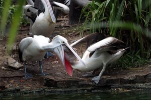 Pelican Facts - Fact Animal