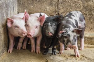 Pig Facts - Fact Animal