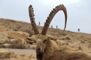 Pyrenean Ibex Facts - Fact Animal