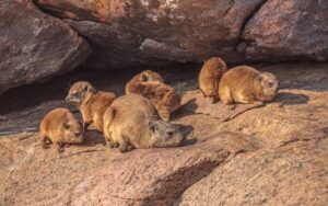 Rock Hyrax Facts - Fact Animal